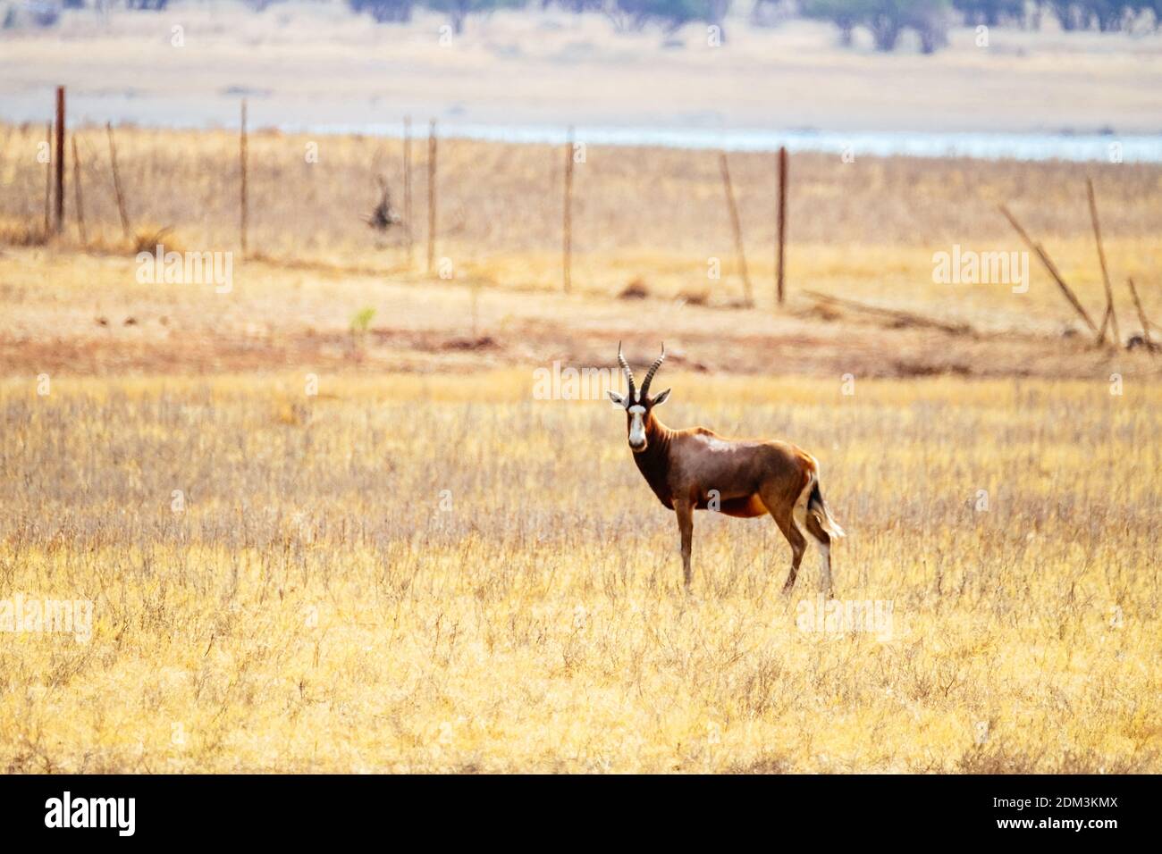 One blesbok hi-res stock photography and images - Alamy