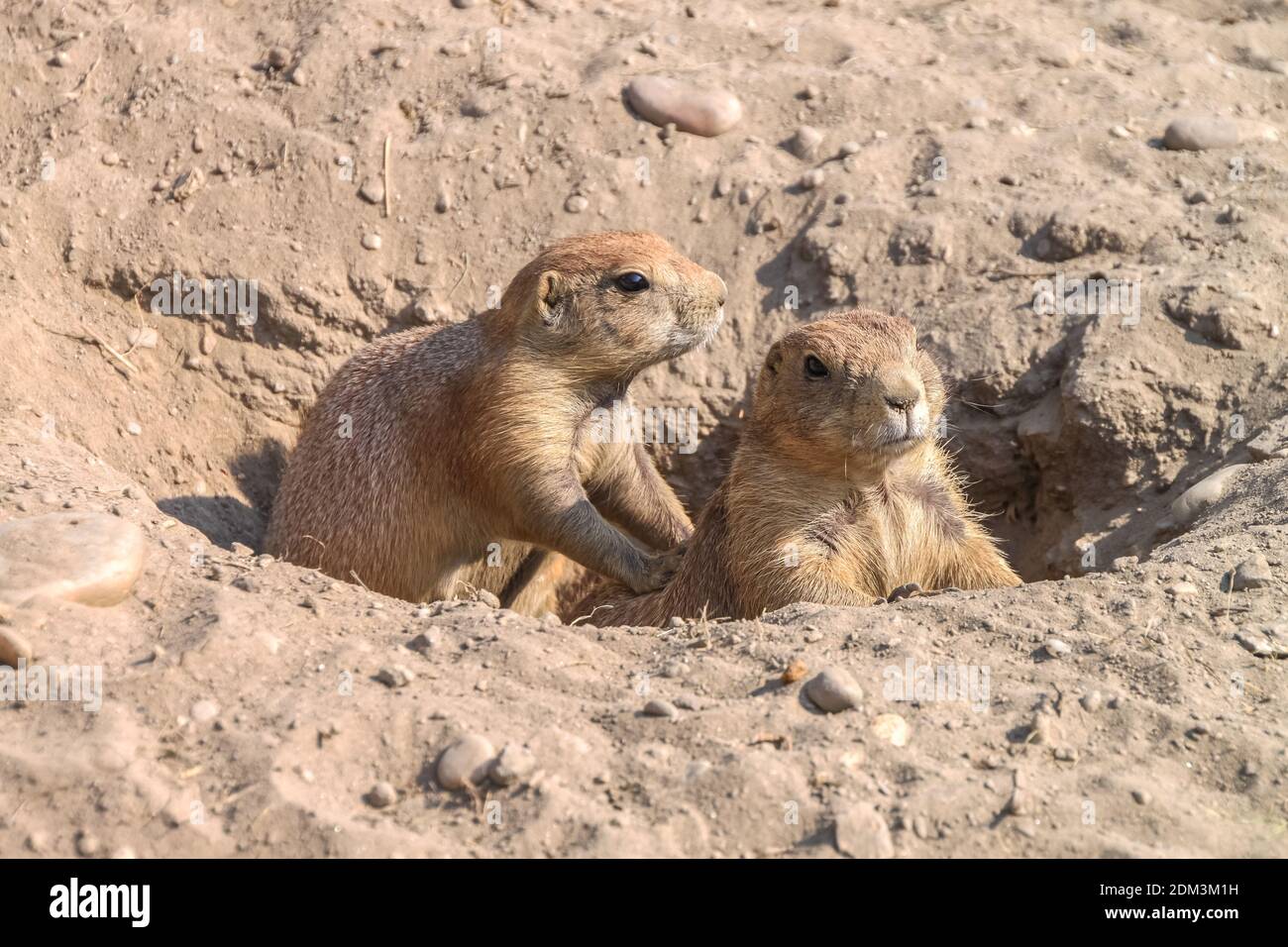 Woodchuck family hi-res stock photography and images - Alamy