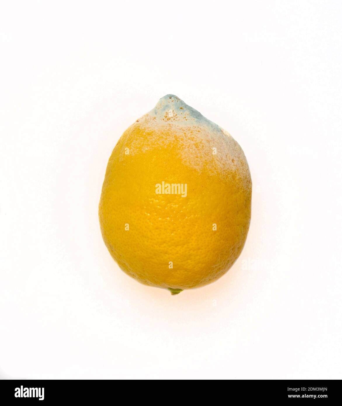 Rotten, spoiled lemon isolated on white background Stock Photo - Alamy Rotten, spoiled lemon isolated on white background Stock Photo - Alamy