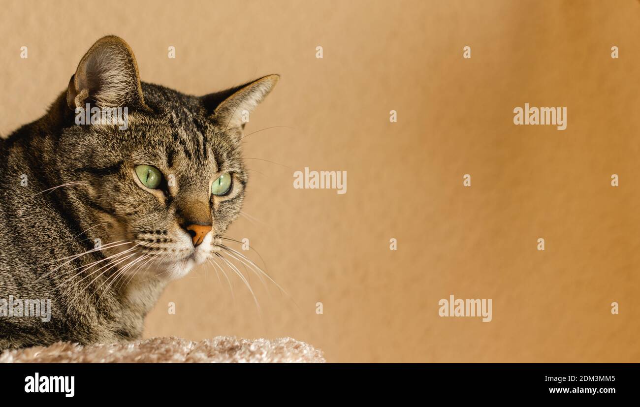 An angry fluffy gray cat with green eyes looking at something Stock ...