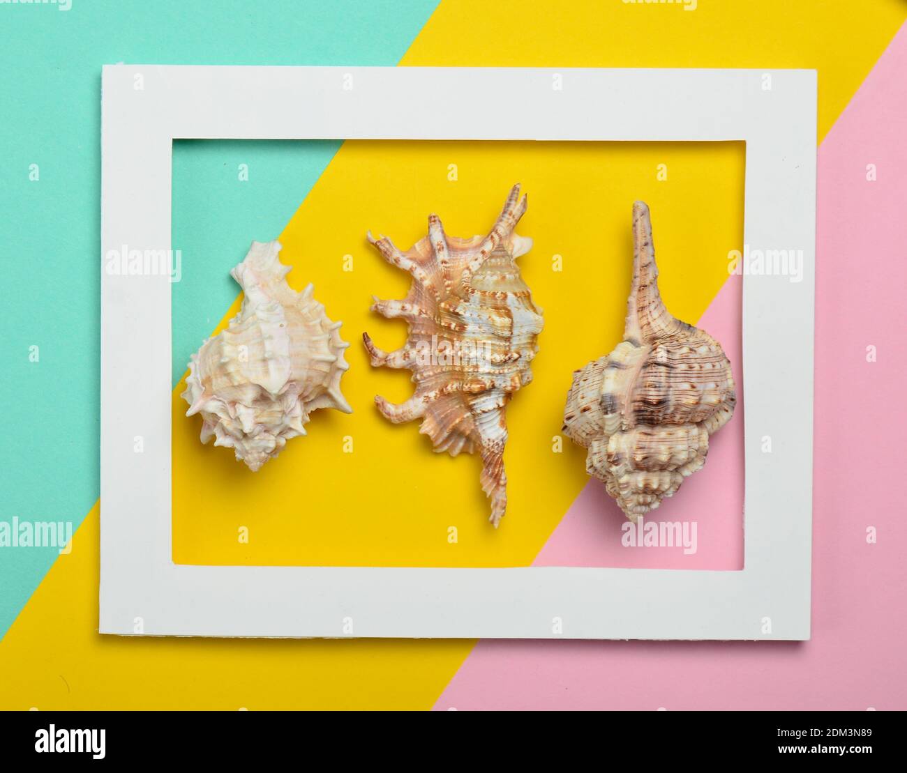 Different seashells in a white rectangular frame on a colored pastel ...