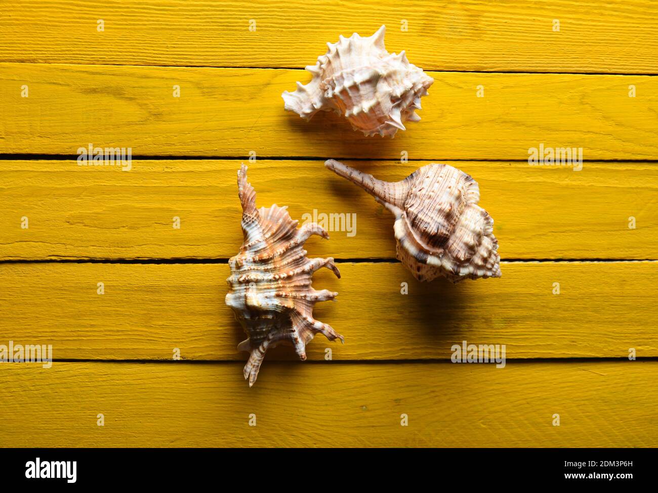 Species of shells on a yellow wooden background. Top View Stock Photo ...