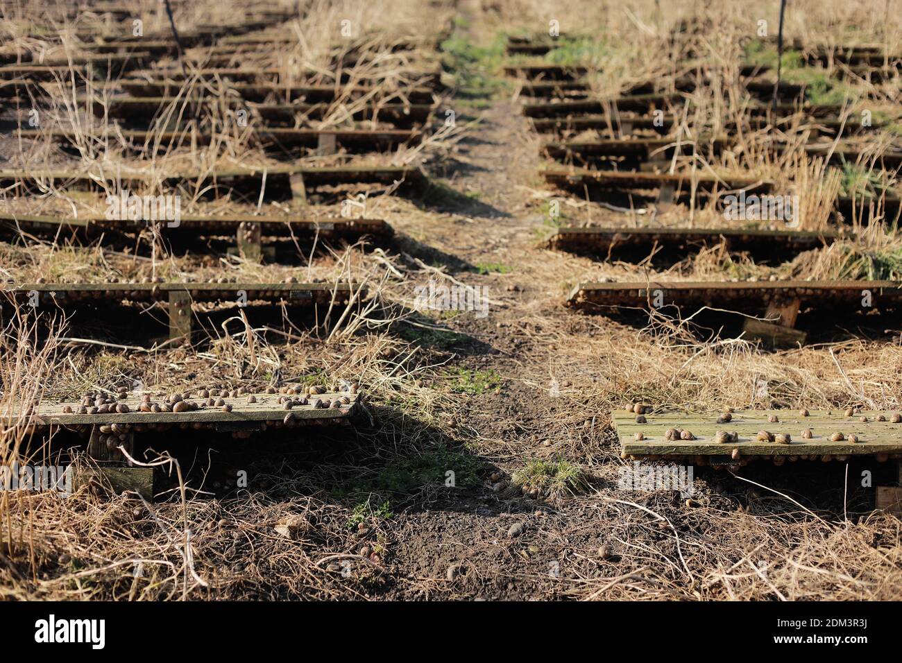 Organic farming, Agriculture, Edible snails on wooden boards ...