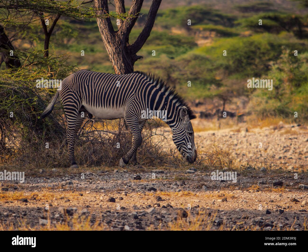 Grevy's zebra tree hi-res stock photography and images - Alamy