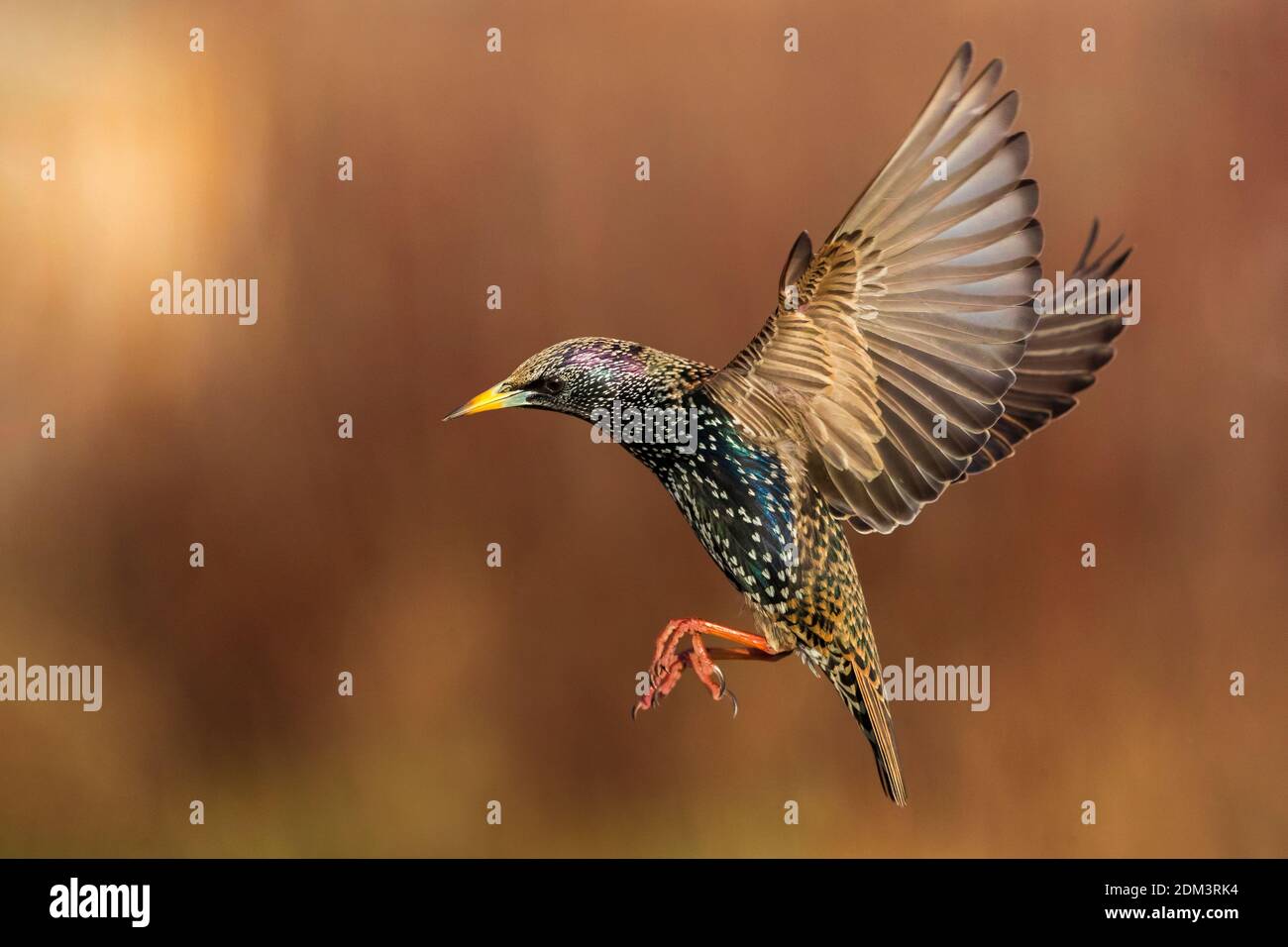 Flying Starling