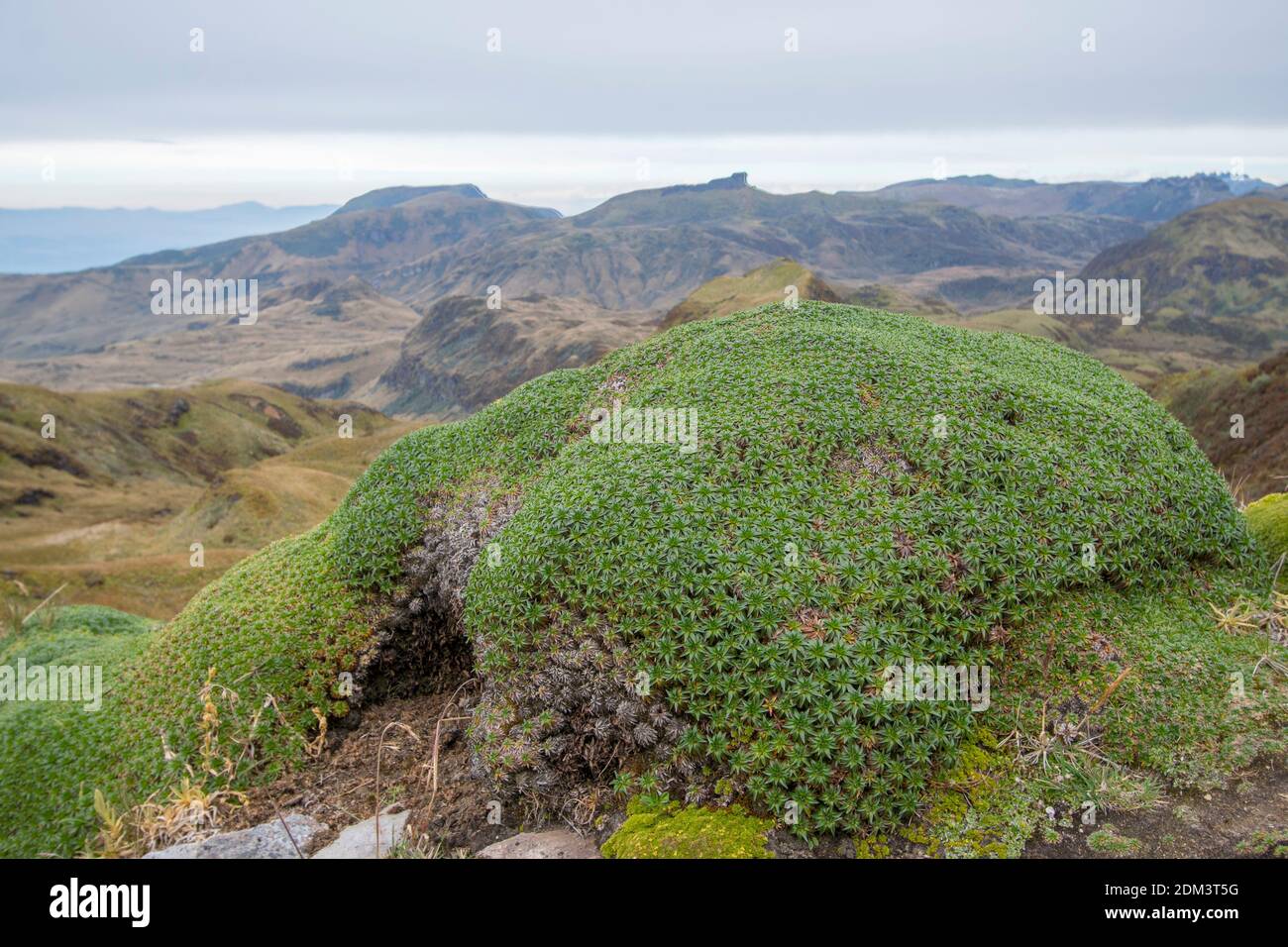 Extreme high altitude Andean flora consisting of cushion plants. At 4 ...