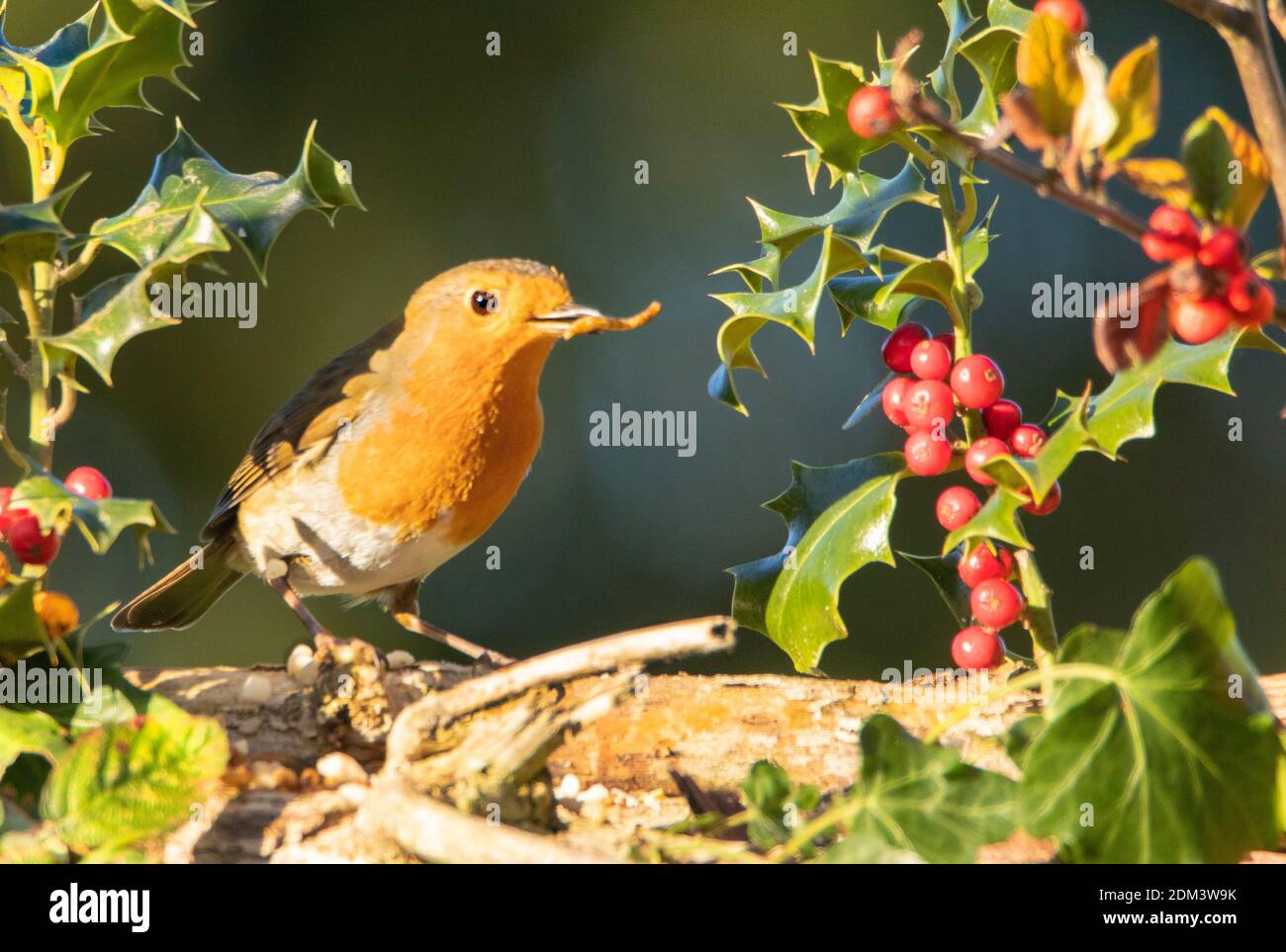 Christmas Robin, European Robon. perched with Holly and Berries Stock ...