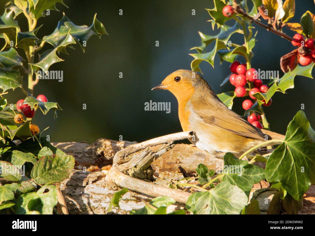 Christmas scene robin hi-res stock photography and images - Alamy