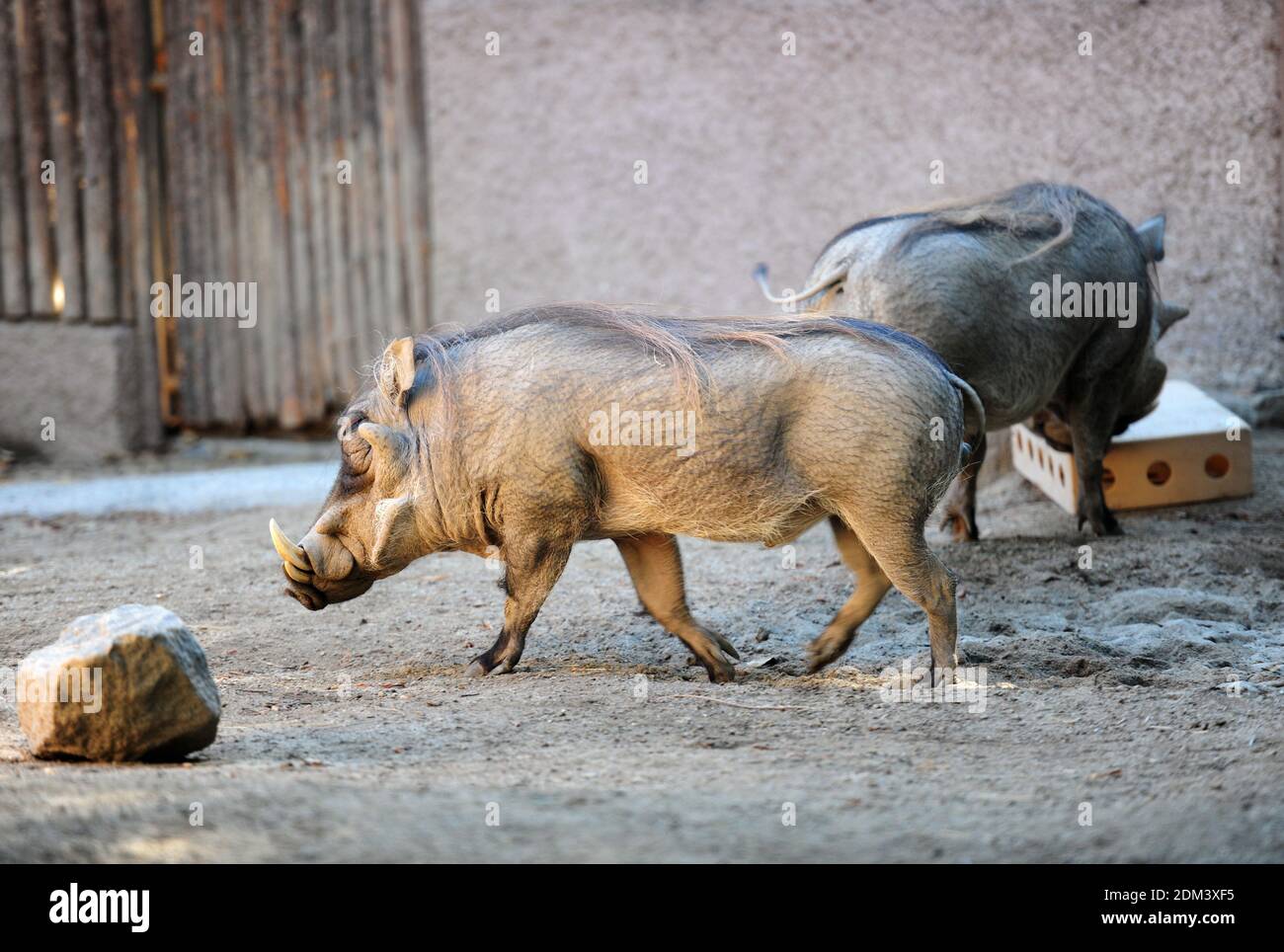 Warthogs walking hi-res stock photography and images - Alamy