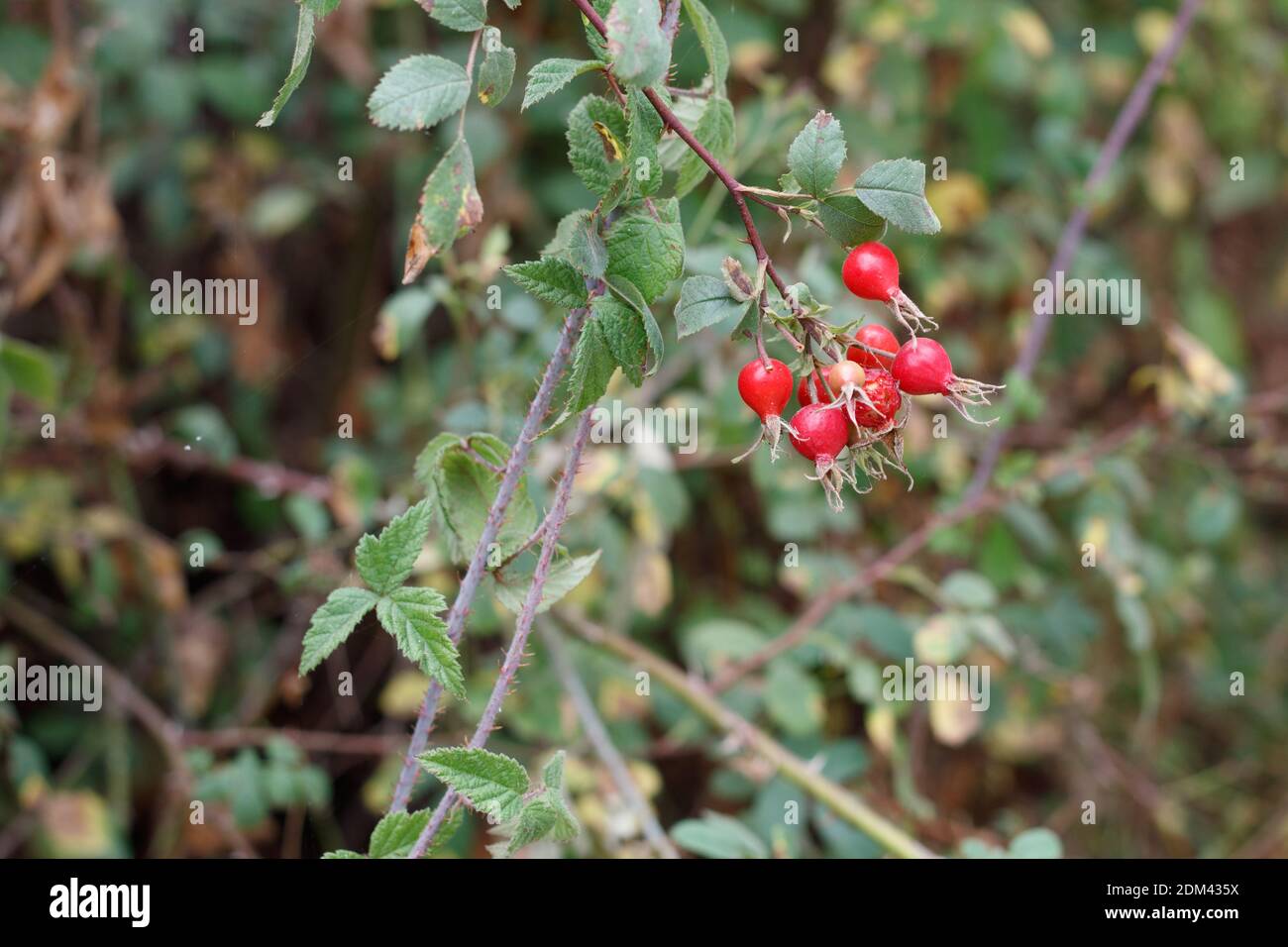 Coastal vegetation plant plants hi-res stock photography and images - Alamy