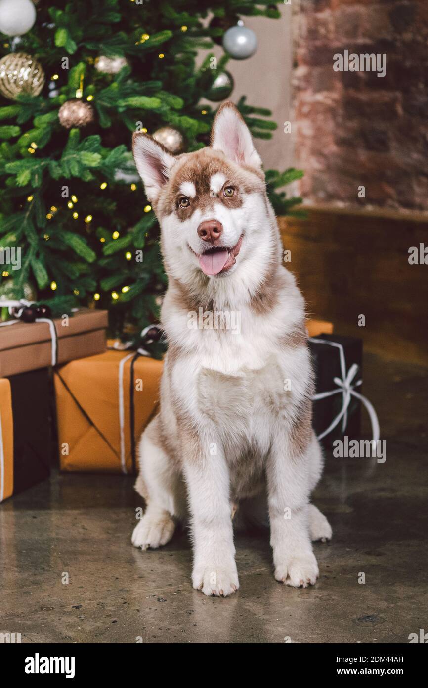 Siberian husky on Christmas eve concept. Adorable doggy, sit on floor ...
