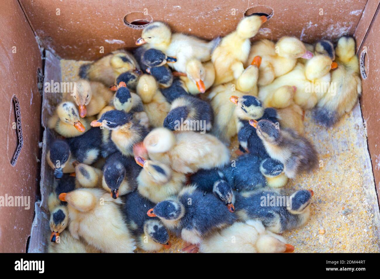 Many chickens ducks in farm hi-res stock photography and images - Alamy