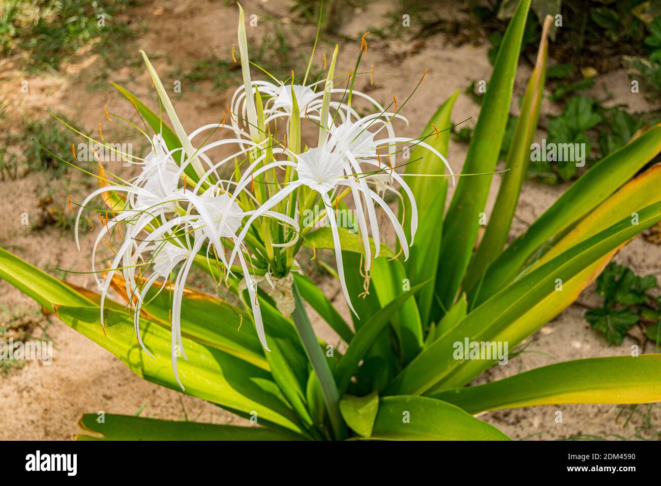 Hymenocallis Speciosa High Resolution Stock Photography and Images - Alamy