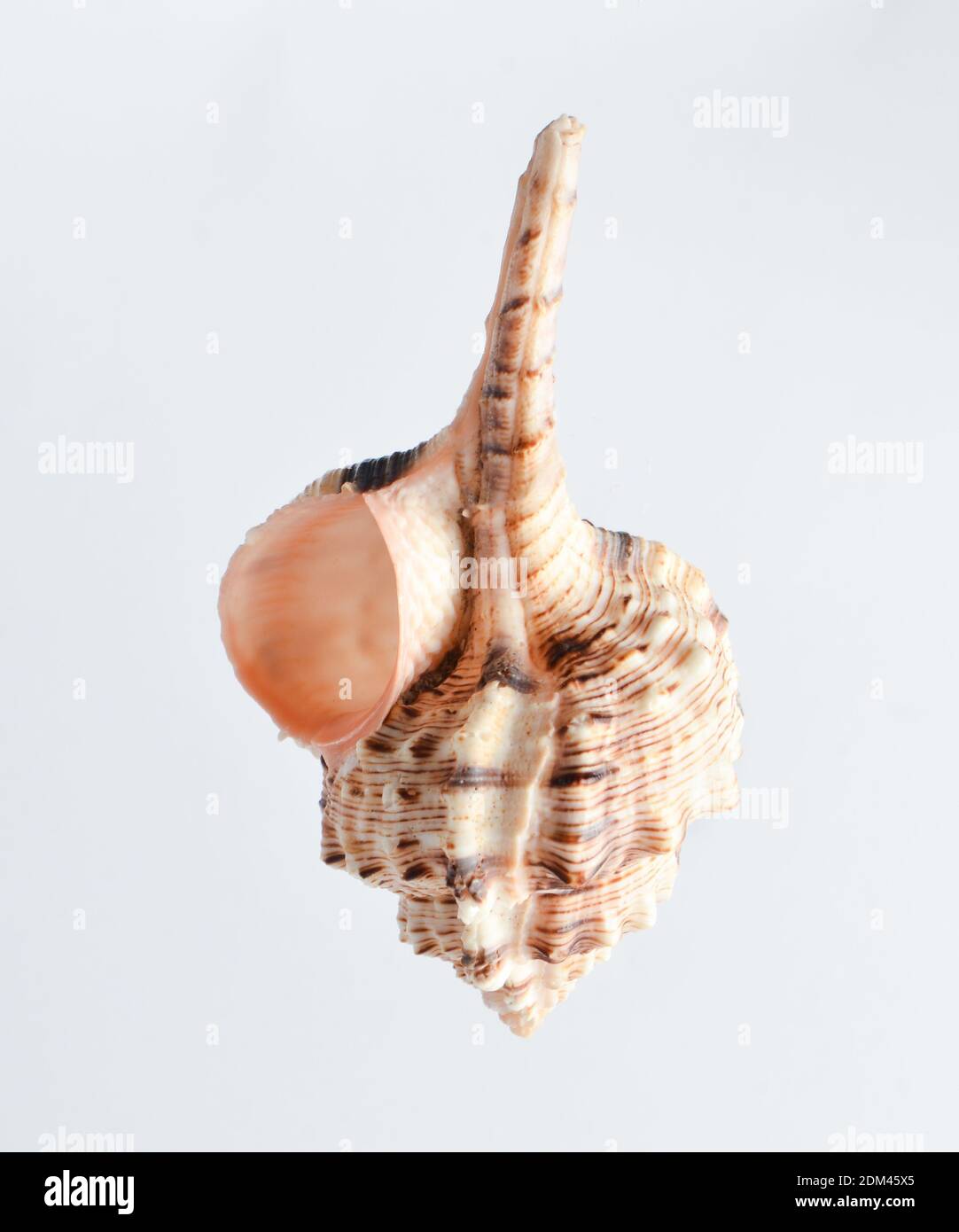 Spiral seashell on a white background Stock Photo - Alamy