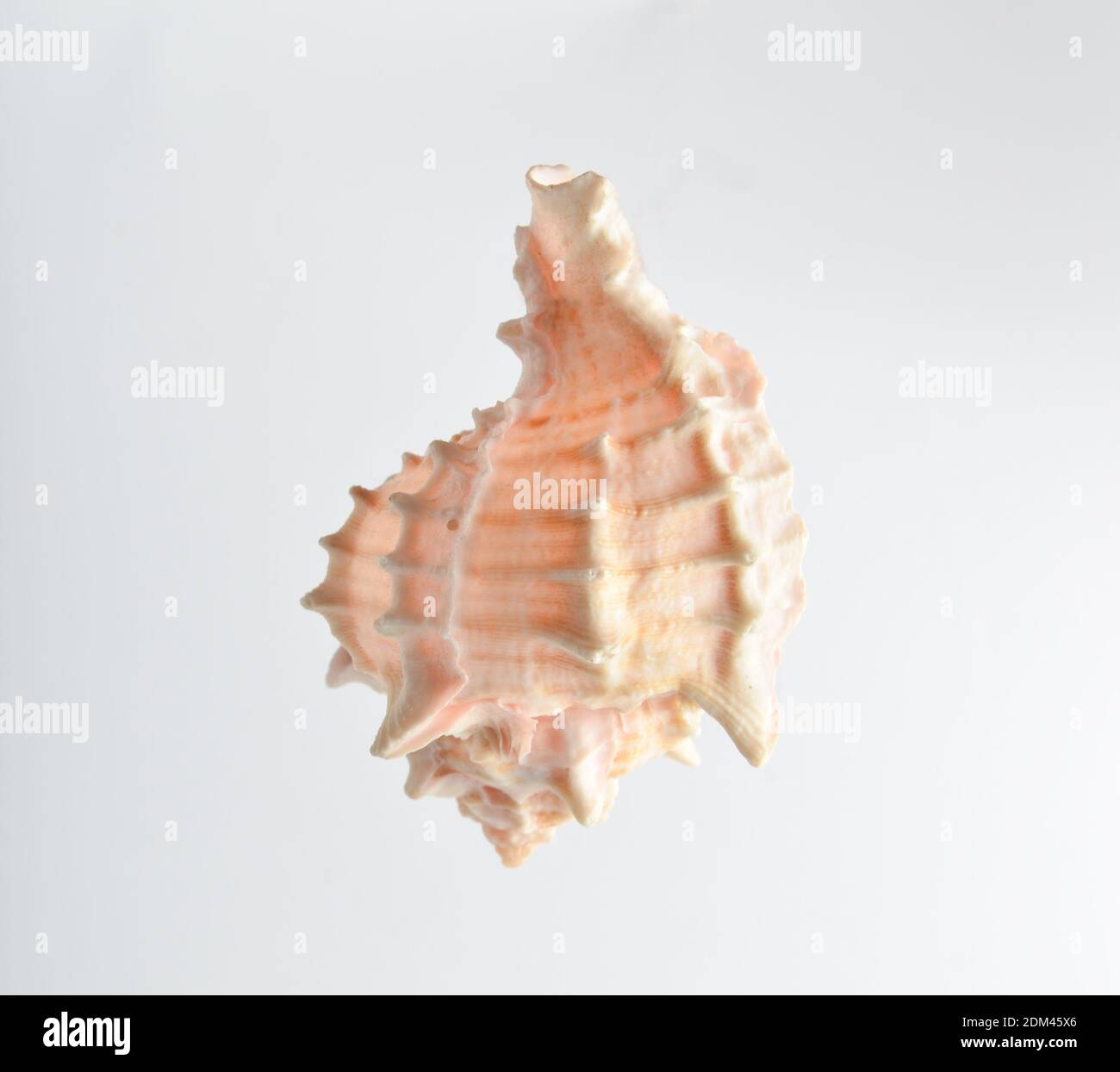 Seashell on a white background Stock Photo - Alamy