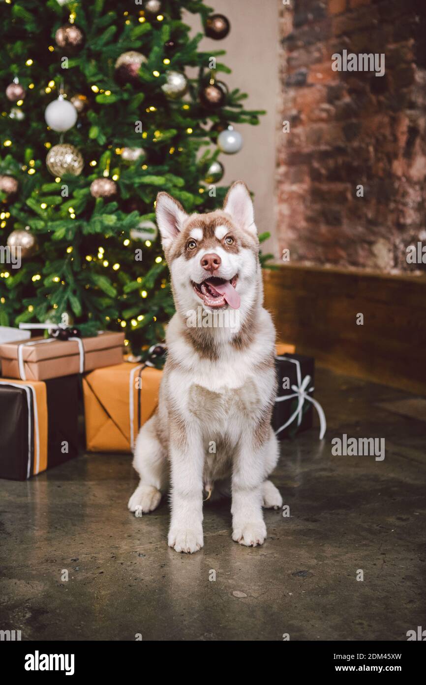 Siberian husky on Christmas eve concept. Adorable doggy, sit on floor ...