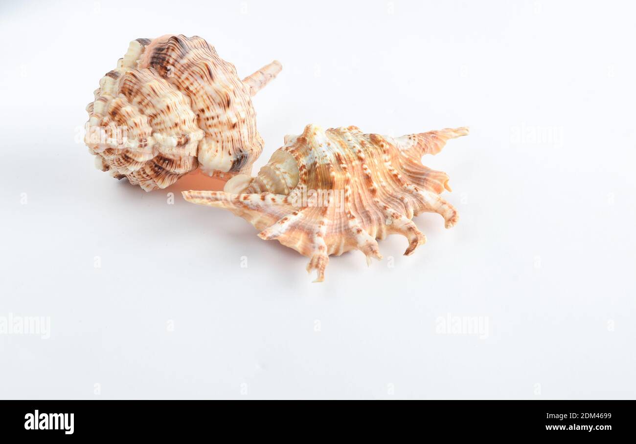Two seashells on a white background Stock Photo - Alamy