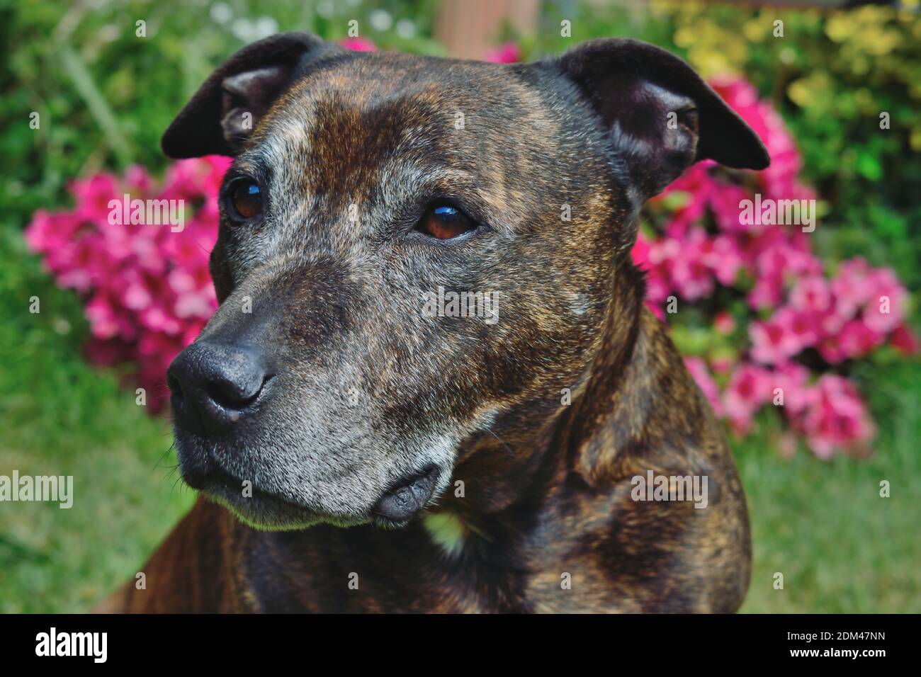 Old english staffordshire bull terrier hi-res stock photography and ...