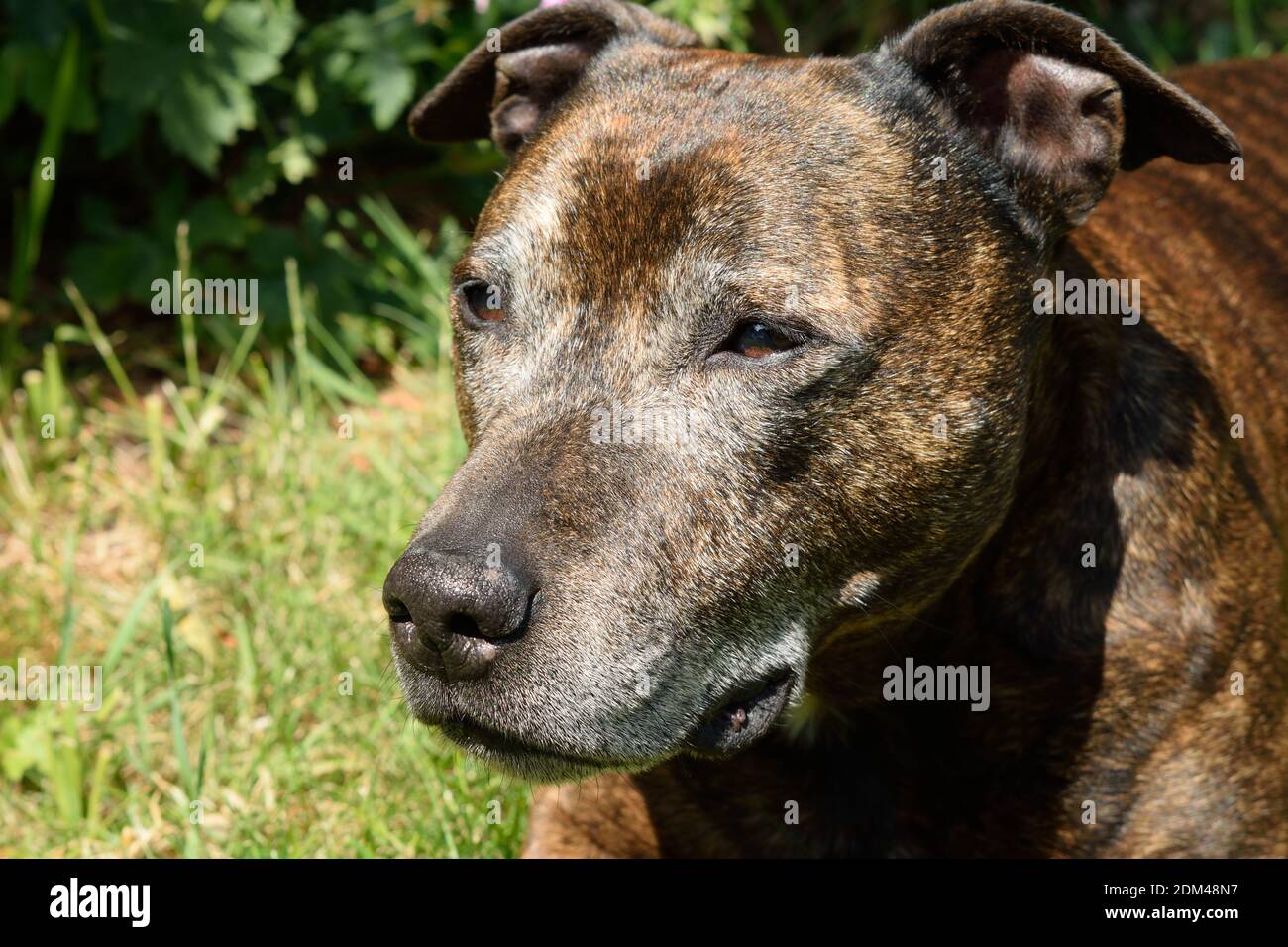 Old english staffordshire bull terrier hi-res stock photography and ...