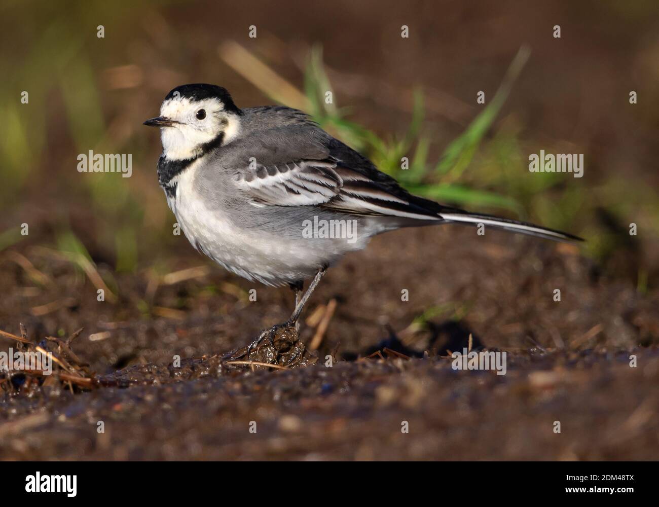 Pied Wagtail searching for food in a wet patch of wood Stock Photo - Alamy