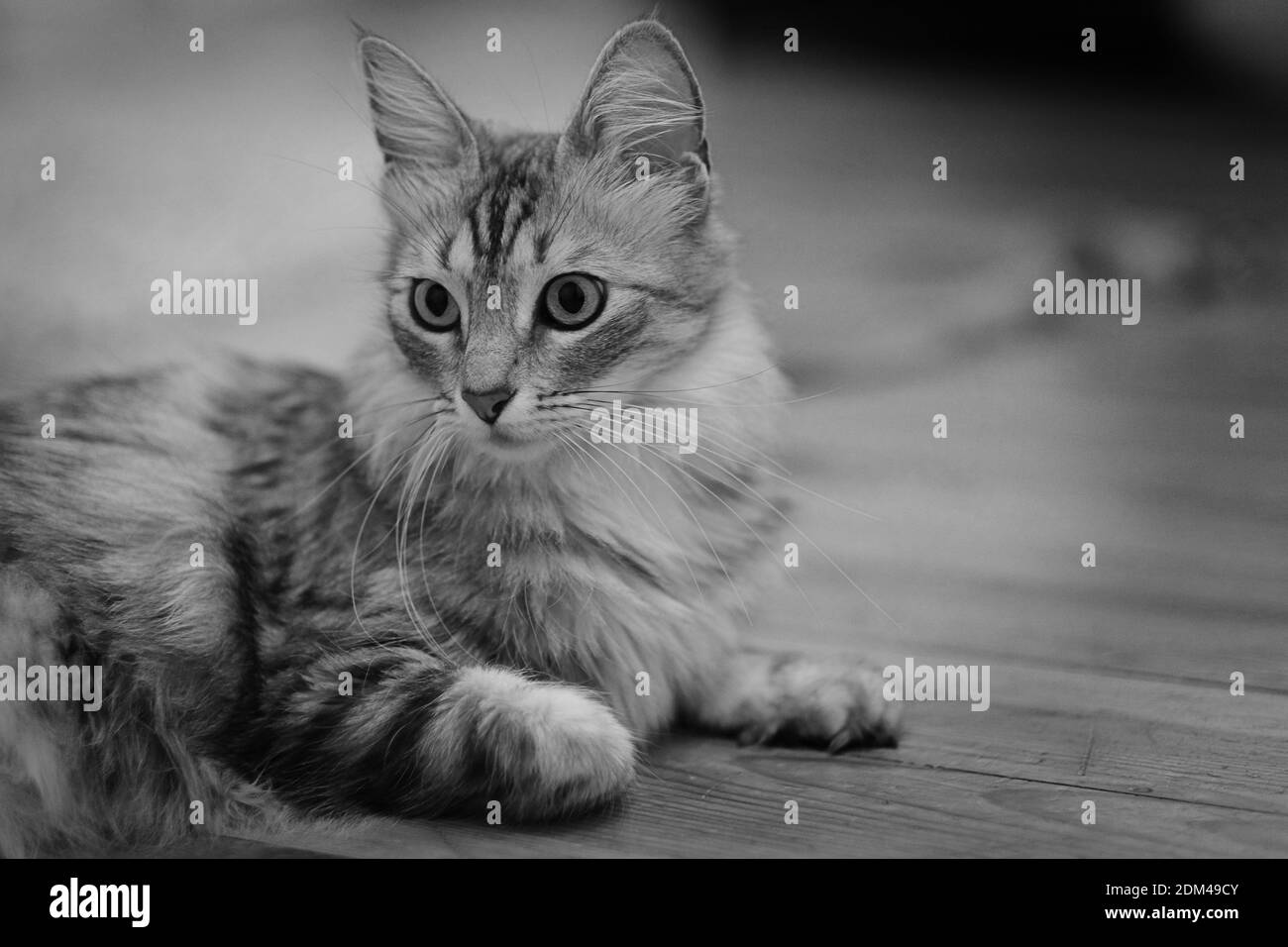 Black Angora Cat High Resolution Stock Photography and Images - Alamy