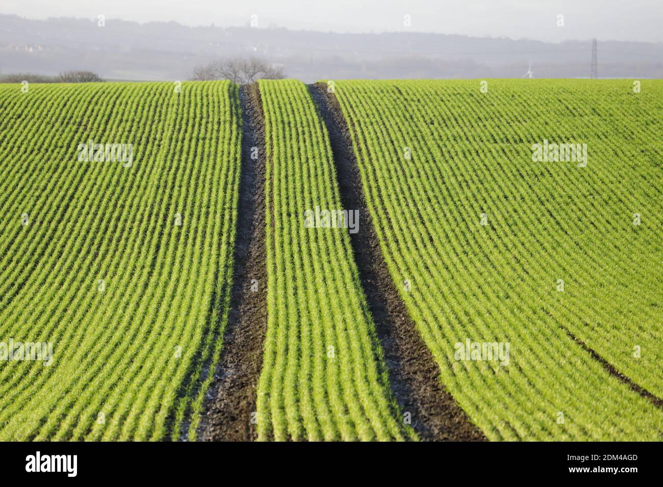 crop lines in a green field Stock Photo - Alamy