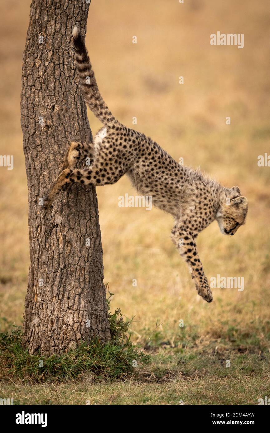 Cheetah Jumping From Tree High Resolution Stock Photography and Images ...