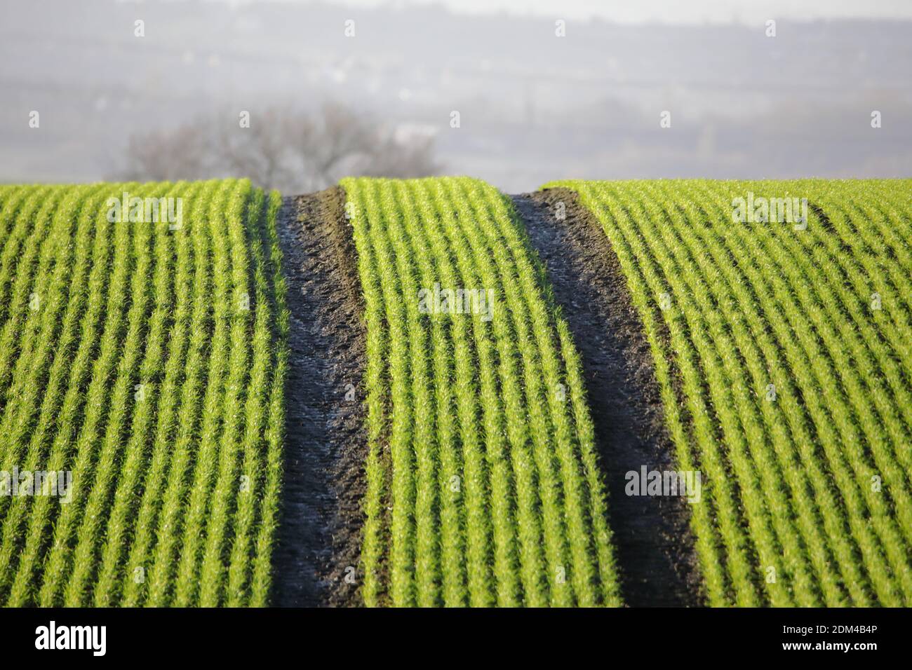 crop lines in a green field Stock Photo - Alamy