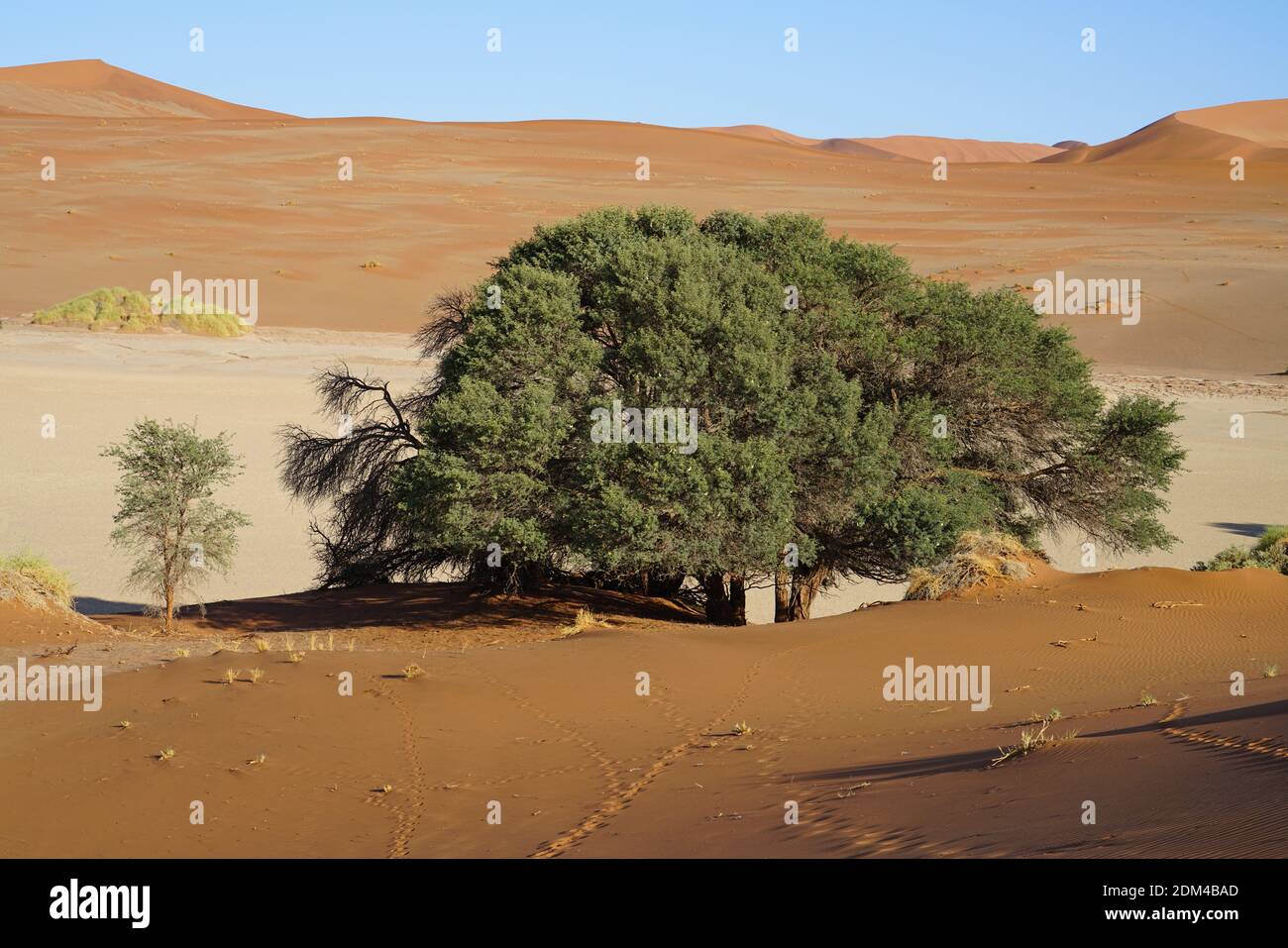 Camel footprint in sand hi-res stock photography and images - Alamy