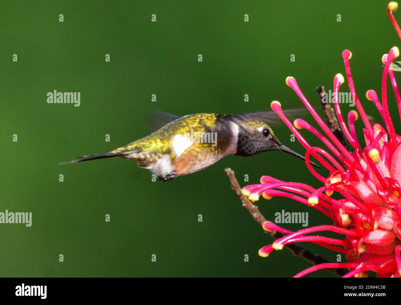 Pollen bird hi-res stock photography and images - Alamy