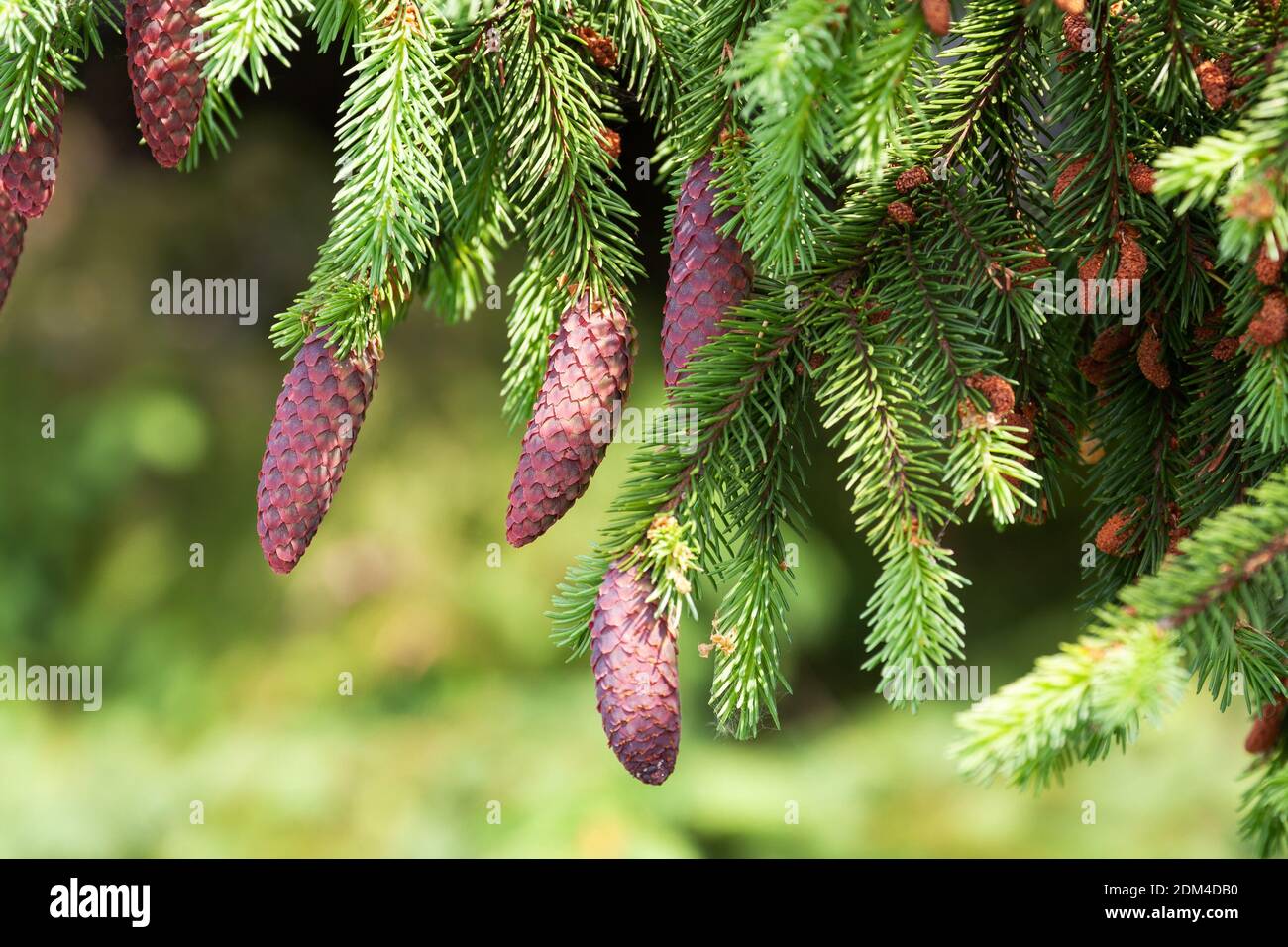 Female conifer cone hi-res stock photography and images - Alamy