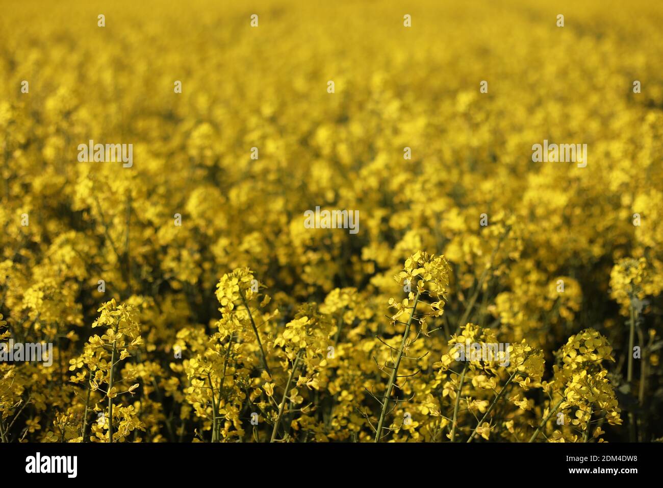 yellow rapeseed. selective focus on color. canola field with ripe ...