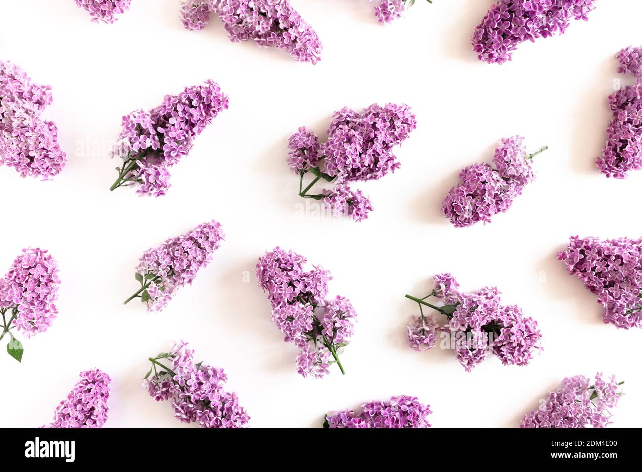 Pattern made of lilac flowers on a white background Stock Photo - Alamy