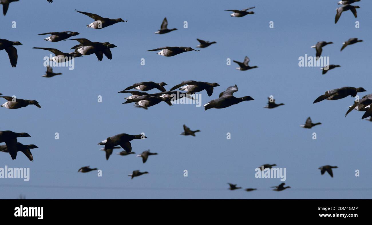 Brent Geese In Flight High Resolution Stock Photography and Images - Alamy