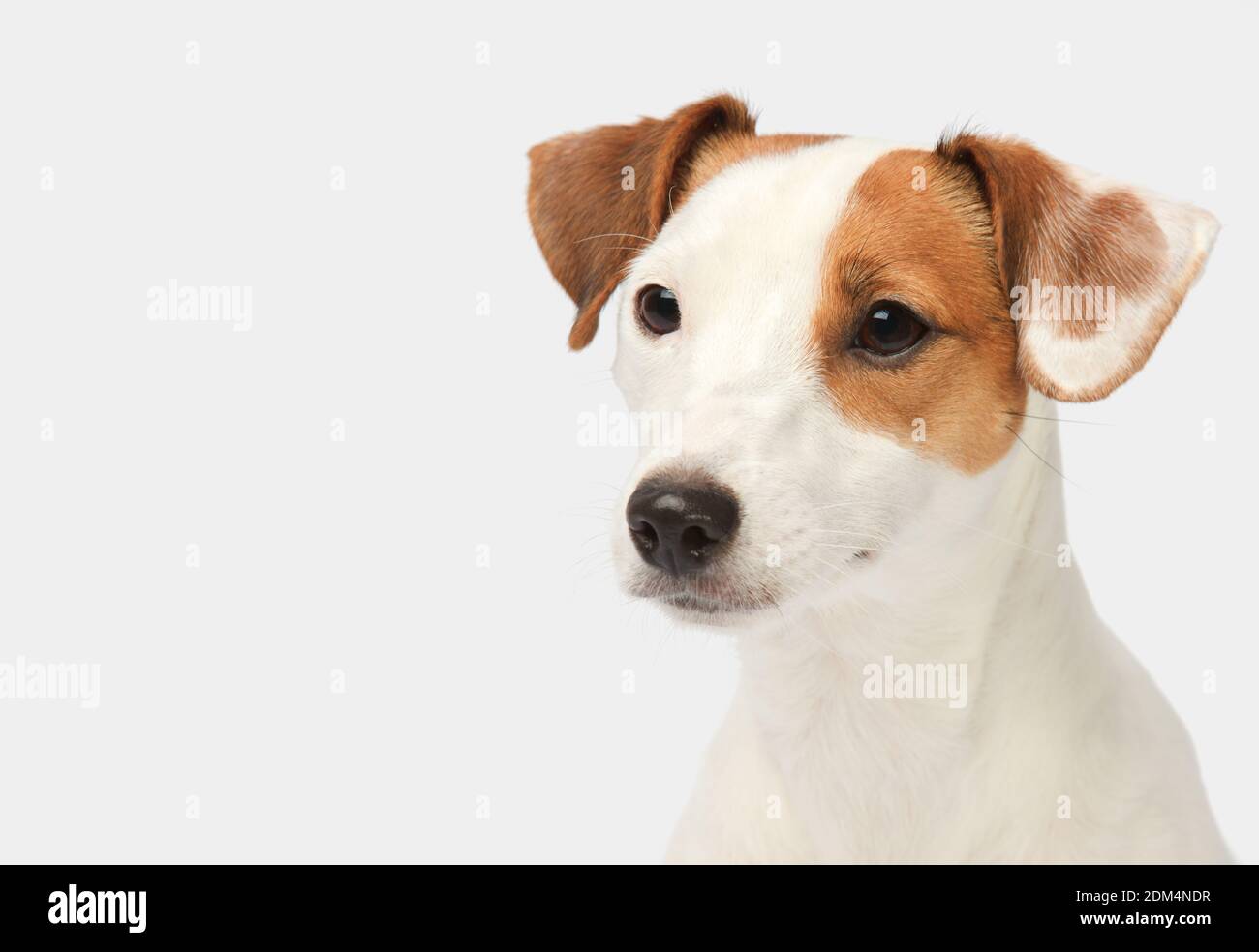 Jack russell terrier portrait hi-res stock photography and images - Alamy