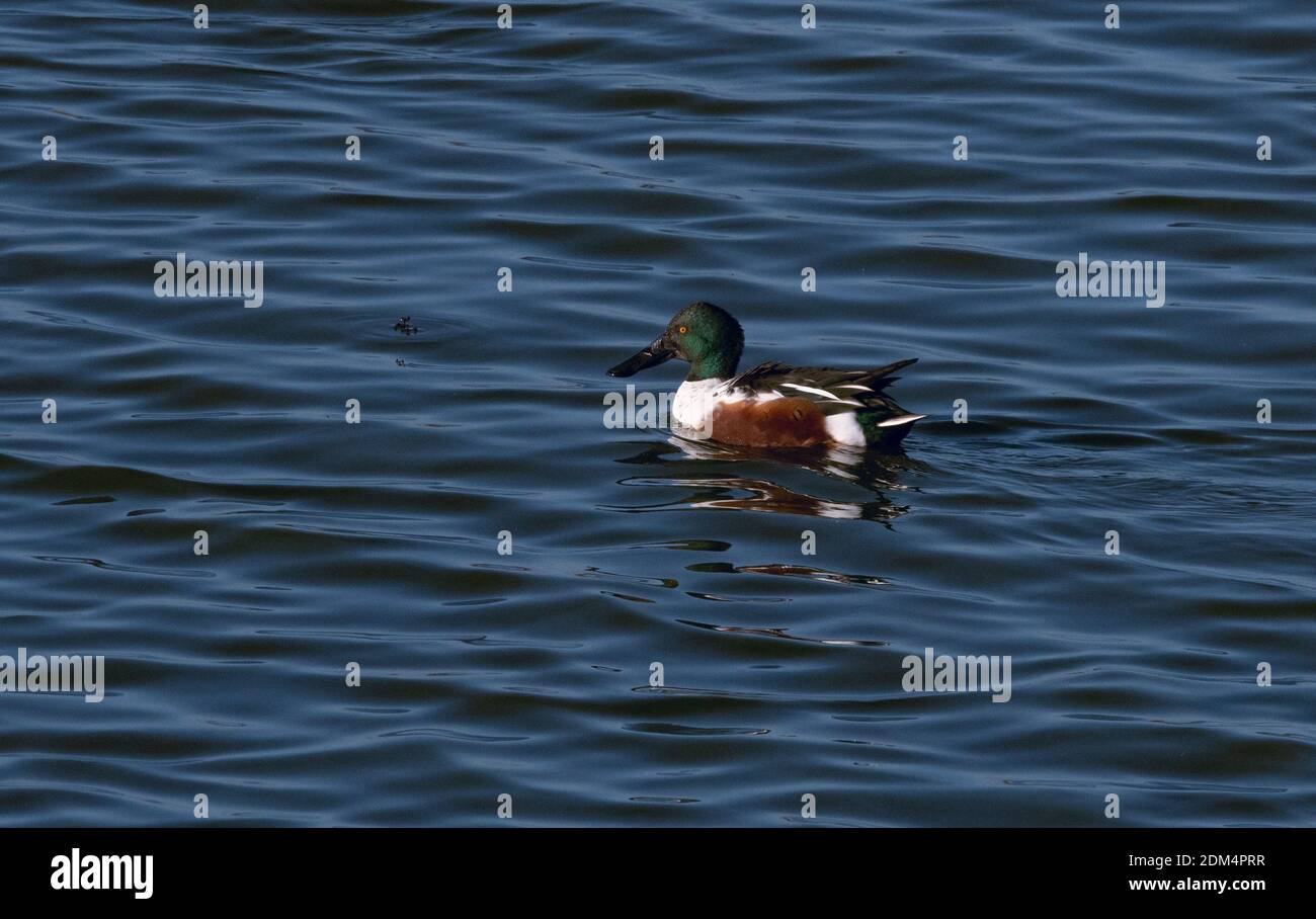 Drake Shoveler swimming in choppy water Stock Photo - Alamy