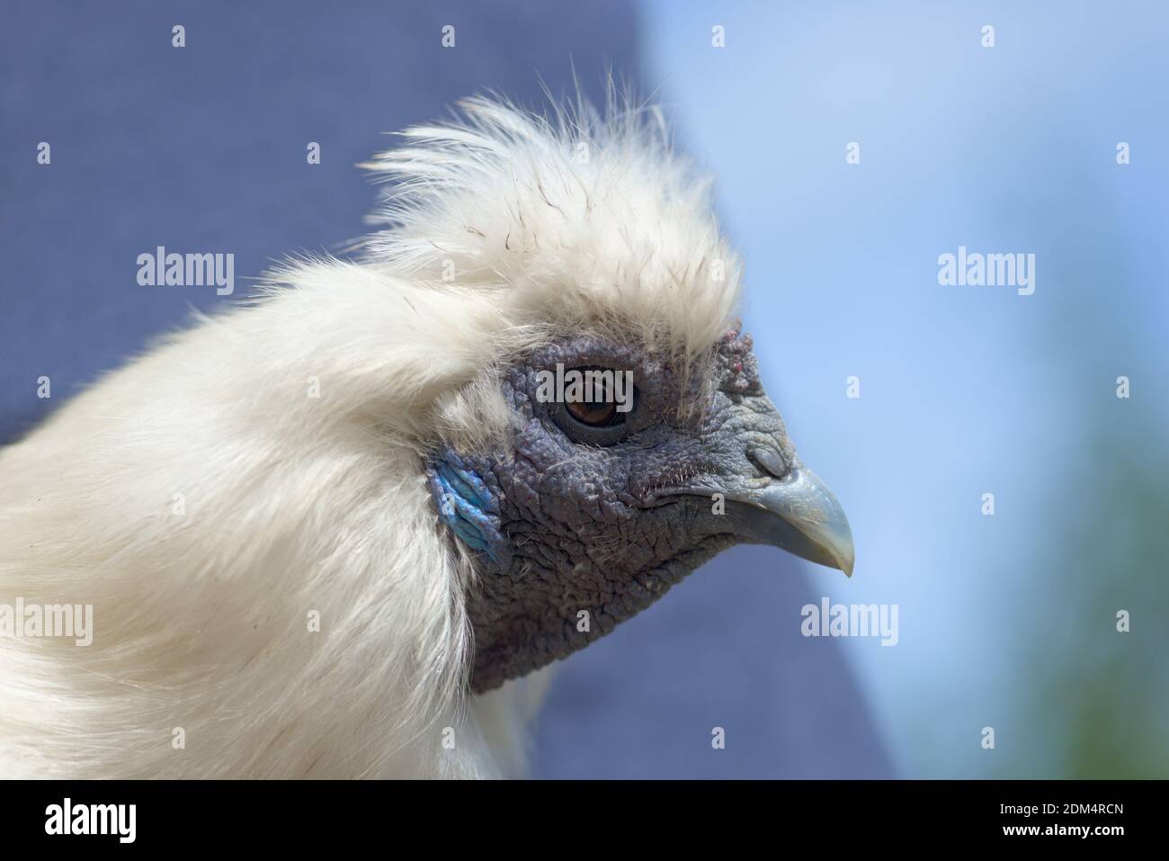 2 - Super close up macro portrait of the face of a white silkie chicken ...