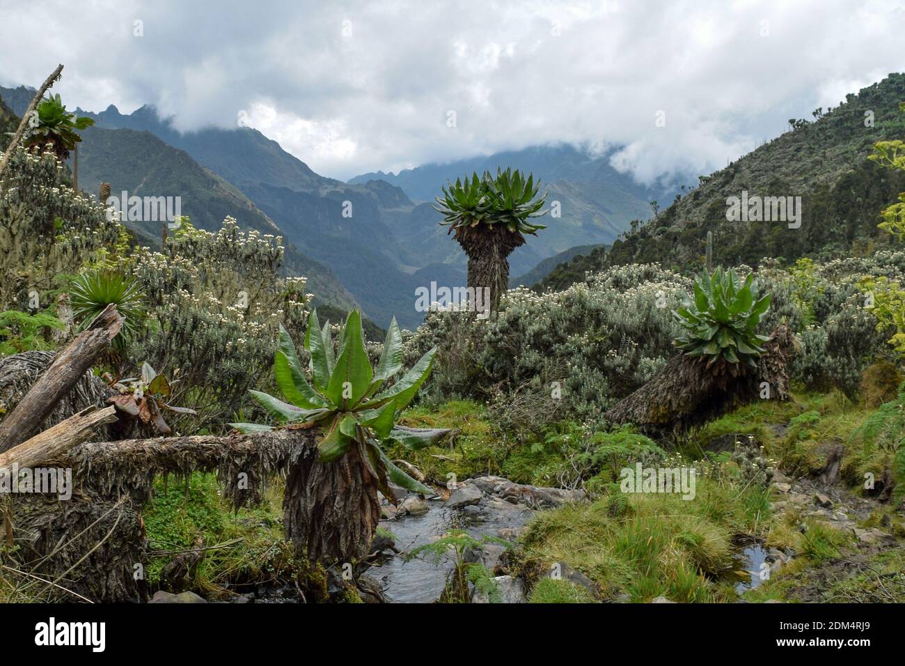 High altitude plants hi-res stock photography and images - Alamy