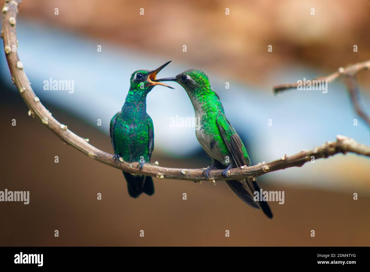 A shot of two amazing Hummingbirds perching on a tree branch and ...
