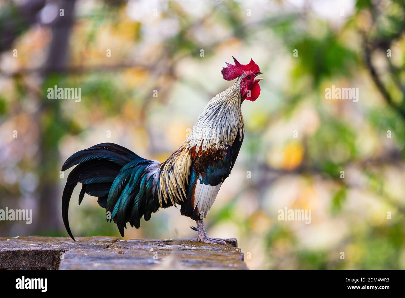 Bantam chickens hi-res stock photography and images - Alamy