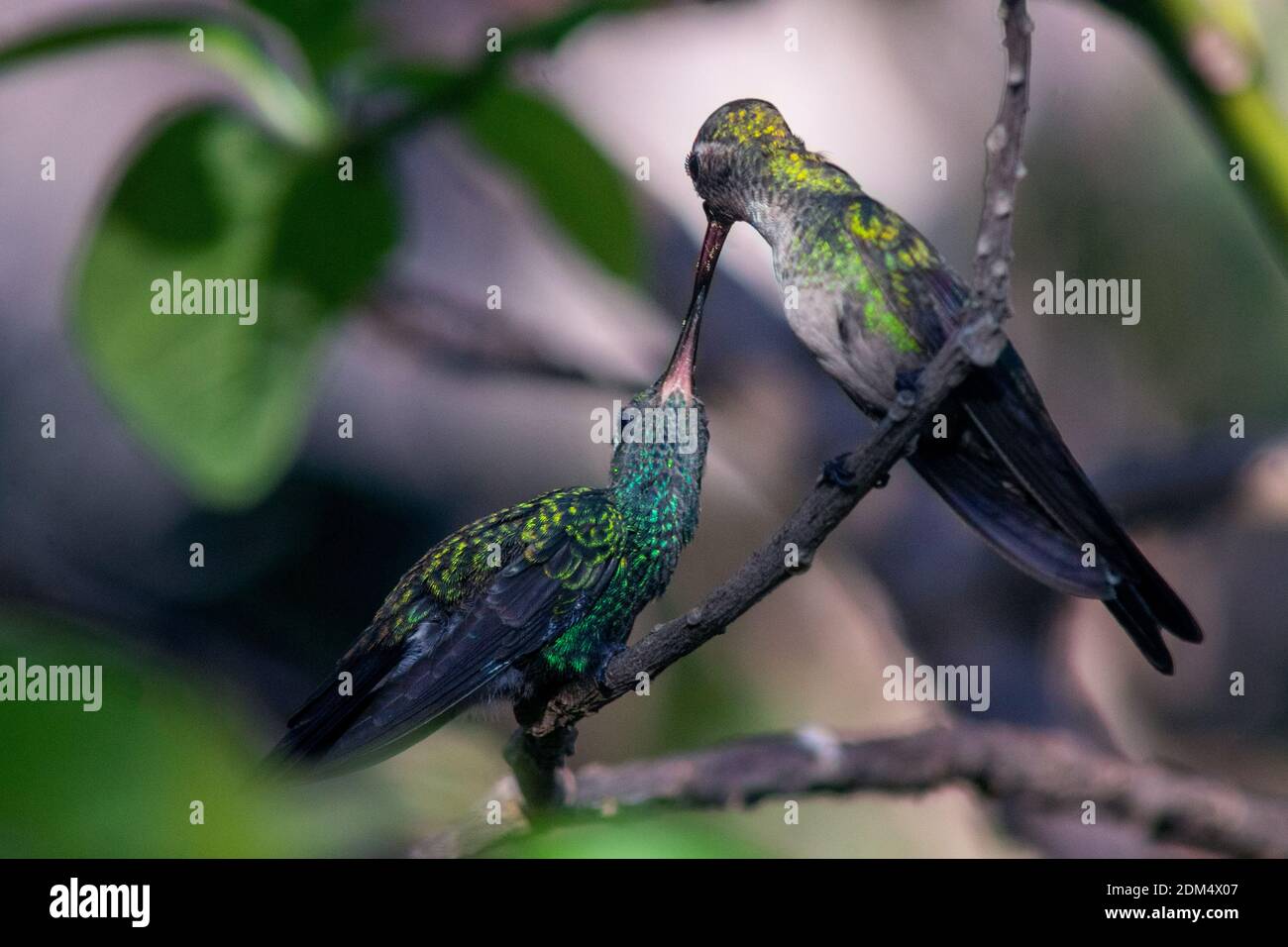 A shot of two amazing Hummingbirds perching on a tree branch and ...