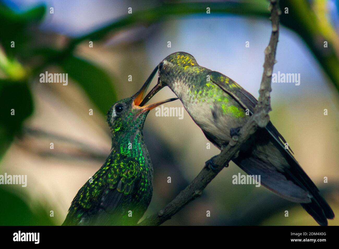 A shot of two amazing Hummingbirds perching on a tree branch and ...