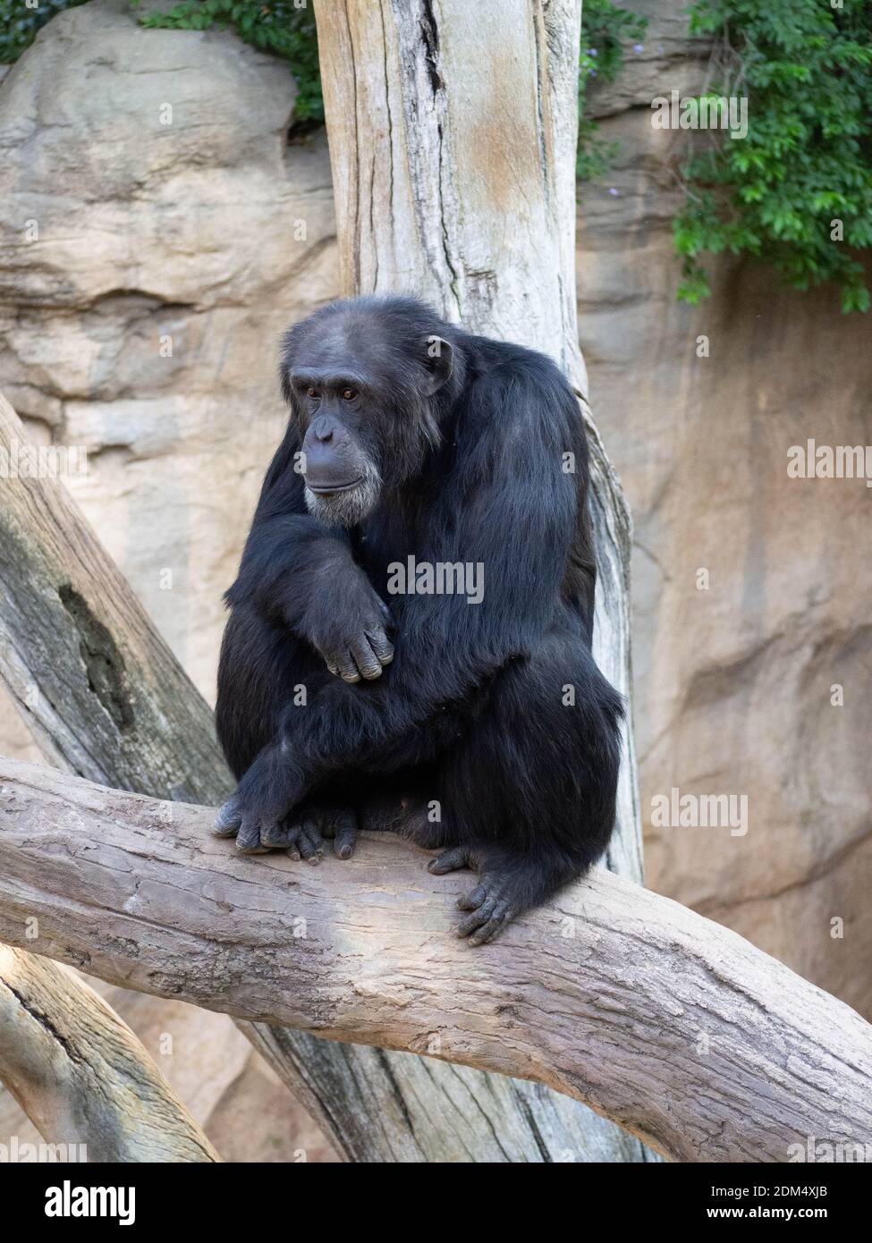 Adult chimpanzee sitting on the trunk Stock Photo - Alamy