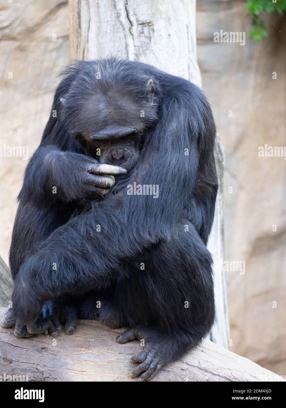 Adult chimpanzee sitting on the trunk Stock Photo - Alamy