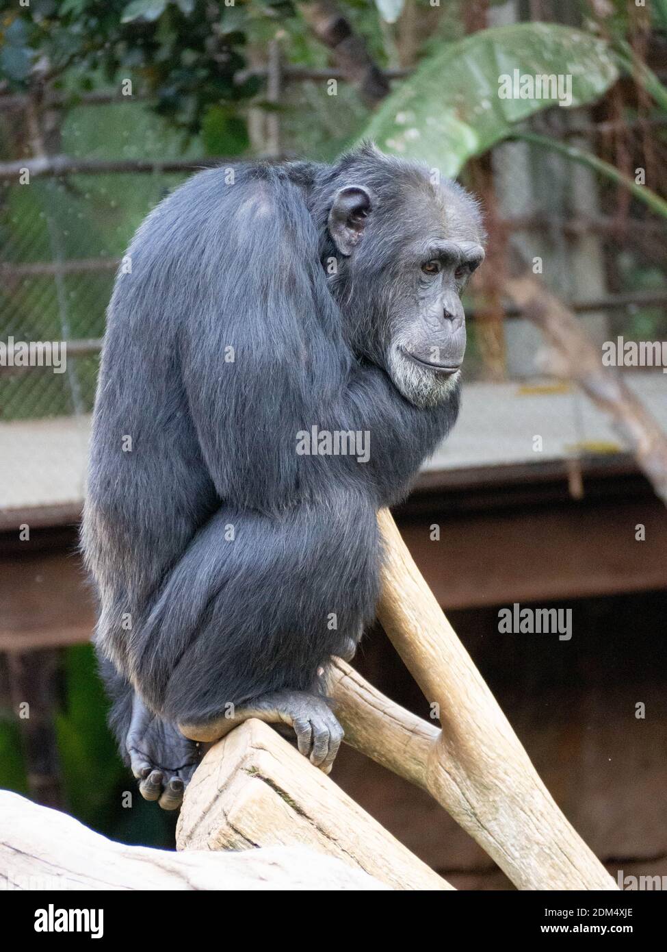 Adult chimpanzee sitting on the trunk Stock Photo - Alamy