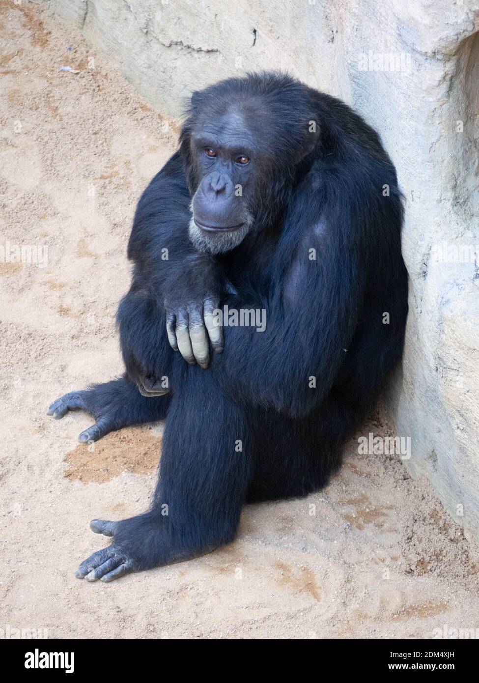 Adult chimpanzee sitting on the trunk Stock Photo - Alamy