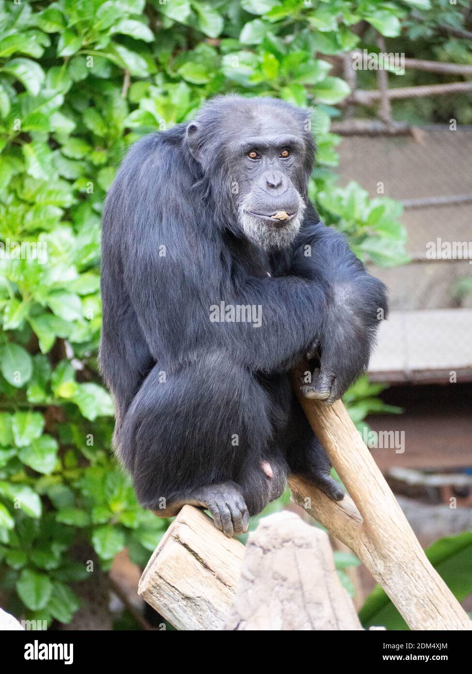 Adult chimpanzee sitting on the trunk Stock Photo - Alamy