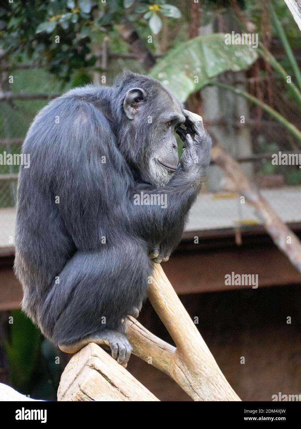 Adult chimpanzee sitting on the trunk Stock Photo - Alamy