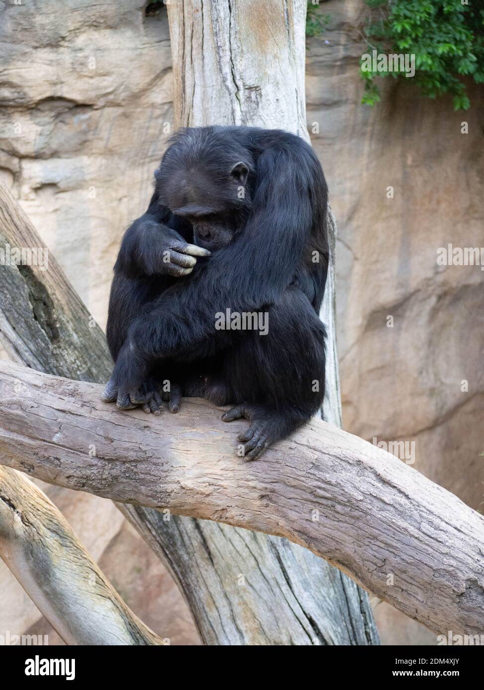 Adult chimpanzee sitting on the trunk Stock Photo - Alamy