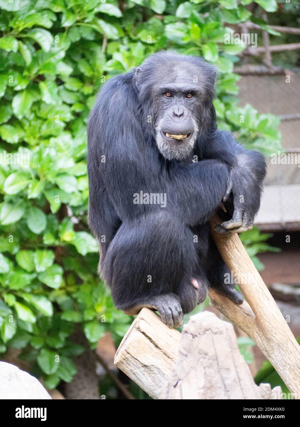 Adult chimpanzee sitting on the trunk Stock Photo - Alamy